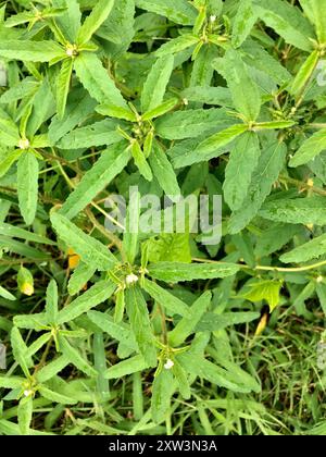 Tropic Croton (Croton glandulosus) Plantae Stock Photo - Alamy