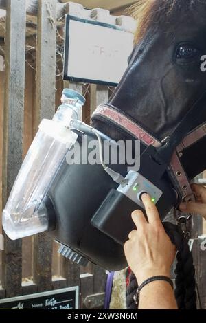 horse with an inhalator Stock Photo - Alamy