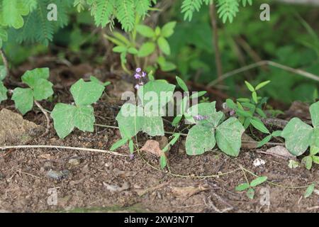 Glycine Pea (Glycine tabacina) Plantae Stock Photo - Alamy