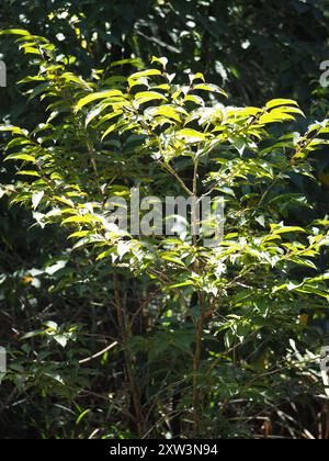 oval-leaf lyonia (Lyonia ovalifolia) Plantae Stock Photo - Alamy