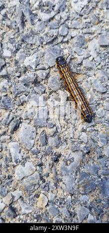 Orange-tipped Oakworm Moth (Anisota senatoria) Insecta Stock Photo - Alamy