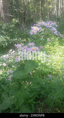 Showy Aster (Eurybia conspicua) Plantae Stock Photo - Alamy