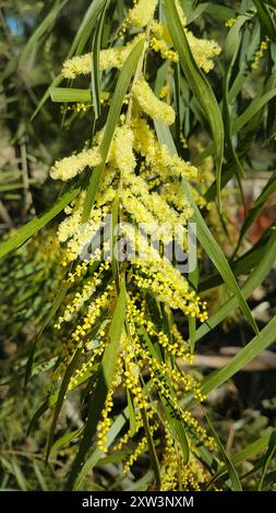 White Sally Wattle (Acacia floribunda) Plantae Stock Photo - Alamy