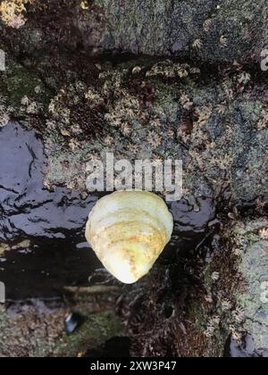 Whitecap Limpet (Acmaea mitra) Mollusca Stock Photo - Alamy