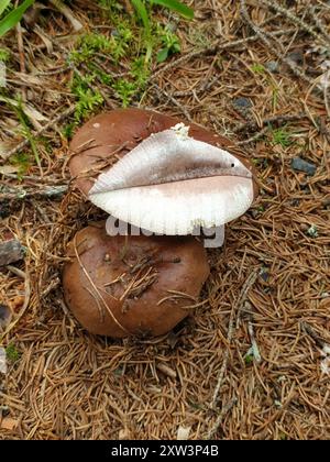 (Russula integra) Fungi Stock Photo - Alamy