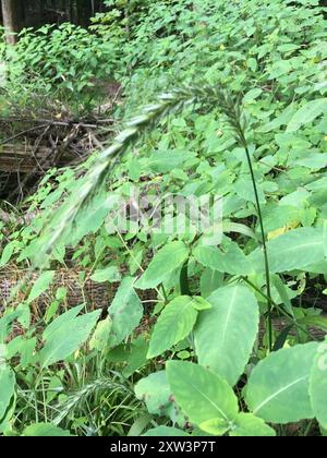 river wild rye (Elymus riparius) Plantae Stock Photo - Alamy