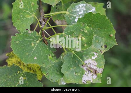 Poplar gall mite (Phyllocoptes populi) Arachnida Stock Photo - Alamy