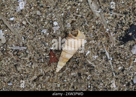 Common Tower Shell (Turritellinella tricarinata) Mollusca Stock Photo ...