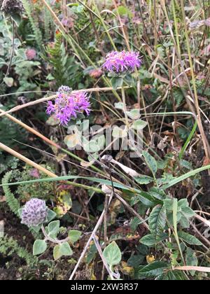 Coyote Mint (Monardella villosa) Plantae Stock Photo - Alamy