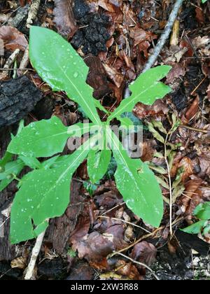 purple lettuce (Prenanthes purpurea), Plantae, Kufstein, Austria Stock ...
