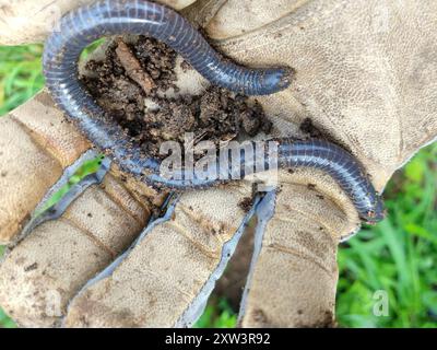 Ringed Caecilians (Siphonops) Amphibia Stock Photo - Alamy