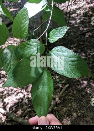 common hackberry (Celtis occidentalis) Plantae Stock Photo - Alamy