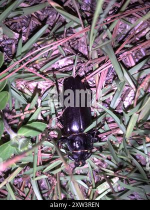 Live-oak Root Borer (Archodontes melanopus) Insecta Stock Photo - Alamy
