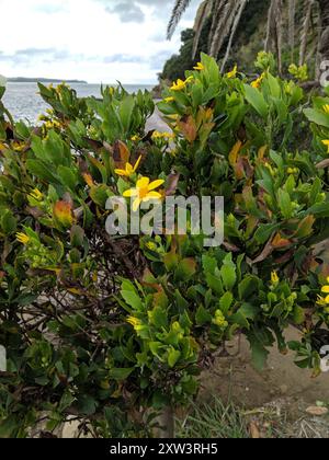 Bietou (Osteospermum moniliferum) Plantae Stock Photo - Alamy