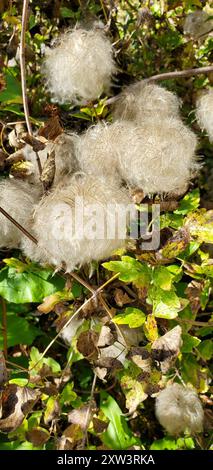 Pipestem Clematis (Clematis lasiantha) Plantae Stock Photo - Alamy