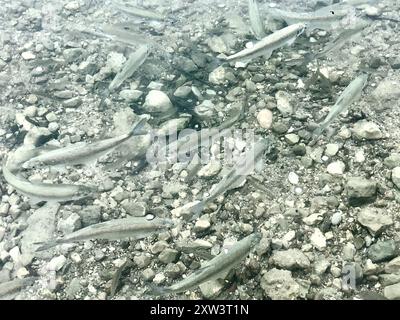 Old World Minnows (Leuciscinae) Actinopterygii Stock Photo - Alamy