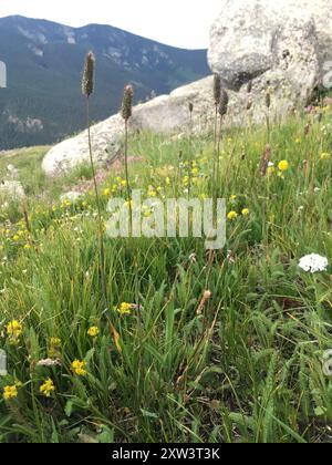 Alpine Timothy (Phleum alpinum) Plantae Stock Photo - Alamy