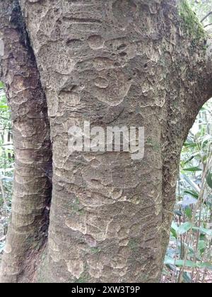 Japanese evergreen oak (Quercus acuta) Plantae Stock Photo - Alamy