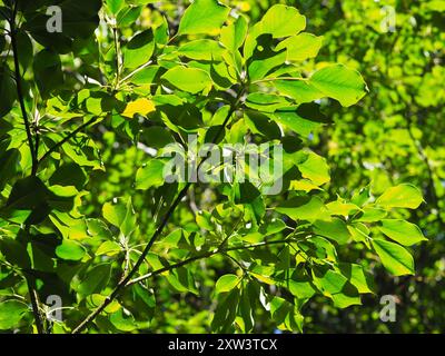 Cartwheel Tree (Trochodendron aralioides) Plantae Stock Photo - Alamy