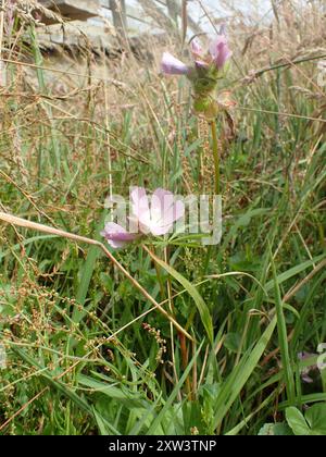 Point Reyes checkerbloom (Sidalcea calycosa rhizomata) Plantae Stock ...