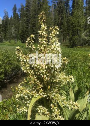 Corn Lily (Veratrum californicum) Plantae Stock Photo - Alamy