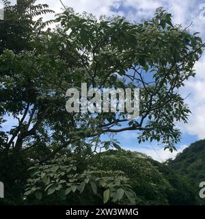 potato tree (Solanum erianthum) Plantae Stock Photo - Alamy