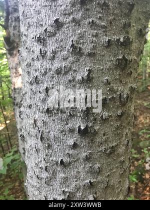 Beech Scale (Cryptococcus fagisuga) Insecta Stock Photo - Alamy