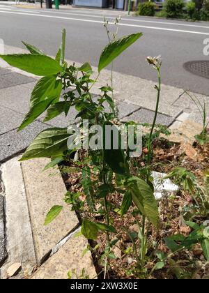 Asian Copperleaf (Acalypha australis) Plantae Stock Photo - Alamy