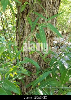red willow (Salix laevigata) Plantae Stock Photo - Alamy