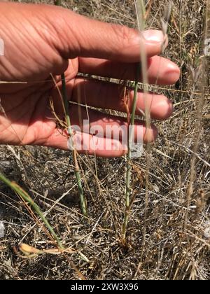 Kellogg's yampah (Perideridia kelloggii) Plantae Stock Photo - Alamy
