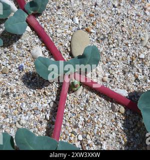 purple spurge (Euphorbia peplis), Plantae, 64600 Anglet, France, Plage ...