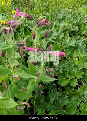 Lewis' monkeyflower (Erythranthe lewisii) Plantae Stock Photo - Alamy