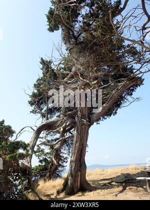 Seaside Juniper (Juniperus maritima) Plantae Stock Photo - Alamy