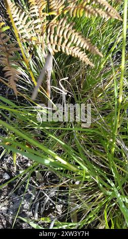 Parramatta Grass (Sporobolus africanus) Plantae Stock Photo - Alamy