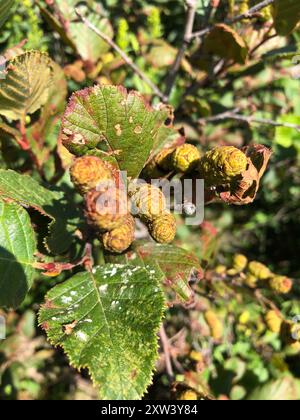 green alder (Alnus alnobetula) Plantae Stock Photo - Alamy