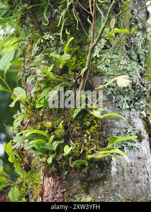 (Bulbophyllum pectinatum) Plantae Stock Photo - Alamy