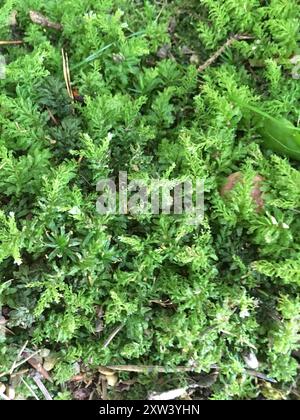 Palm-tree Moss (Plagiomnium undulatum) Plantae Stock Photo - Alamy