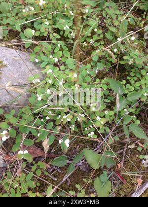 creeping snowberry (Symphoricarpos mollis) Plantae Stock Photo - Alamy