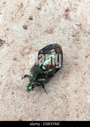 Figeater Beetle (Cotinis mutabilis) Insecta Stock Photo - Alamy