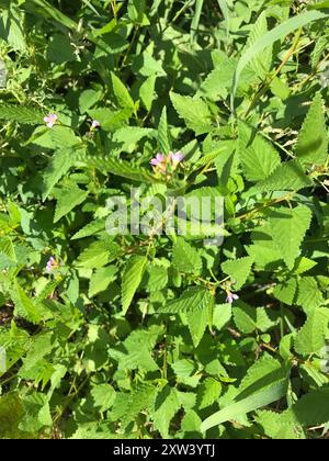 Pyramid Flower (Melochia pyramidata) Plantae Stock Photo - Alamy