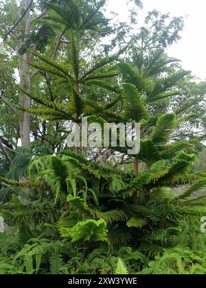 Cook pine (Araucaria columnaris) Plantae Stock Photo - Alamy