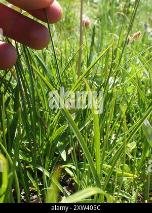 fringed cottongrass (Calliscirpus criniger) Plantae Stock Photo - Alamy