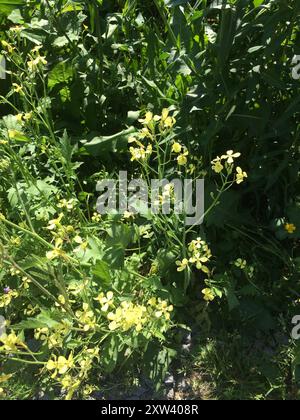 Jointed Charlock (Raphanus raphanistrum) Plantae Stock Photo - Alamy