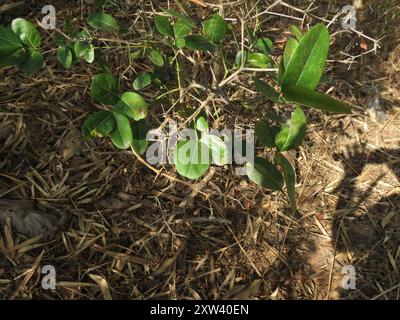 Bengal currant (Carissa carandas) Plantae Stock Photo - Alamy