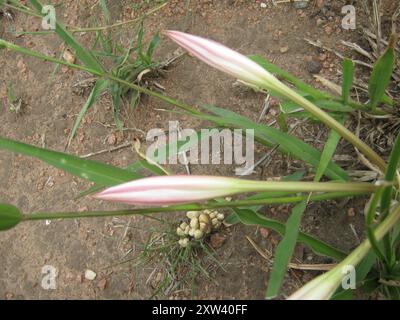 Veld Swamplily (Crinum lugardiae) Plantae Stock Photo - Alamy