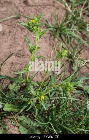 mountain tarweed (Madia glomerata) Plantae Stock Photo - Alamy