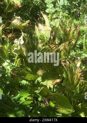 Corn Lily (Veratrum californicum) Plantae Stock Photo - Alamy