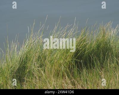 seashore dropseed (Sporobolus virginicus) Plantae Stock Photo - Alamy