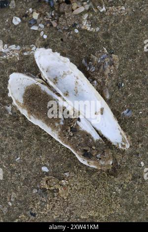 White Piddock (Barnea candida) Mollusca Stock Photo - Alamy
