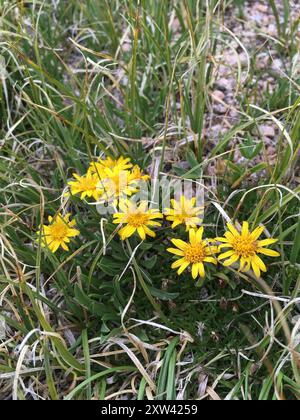Pygmy Goldenweed (Tonestus pygmaeus) Plantae Stock Photo - Alamy